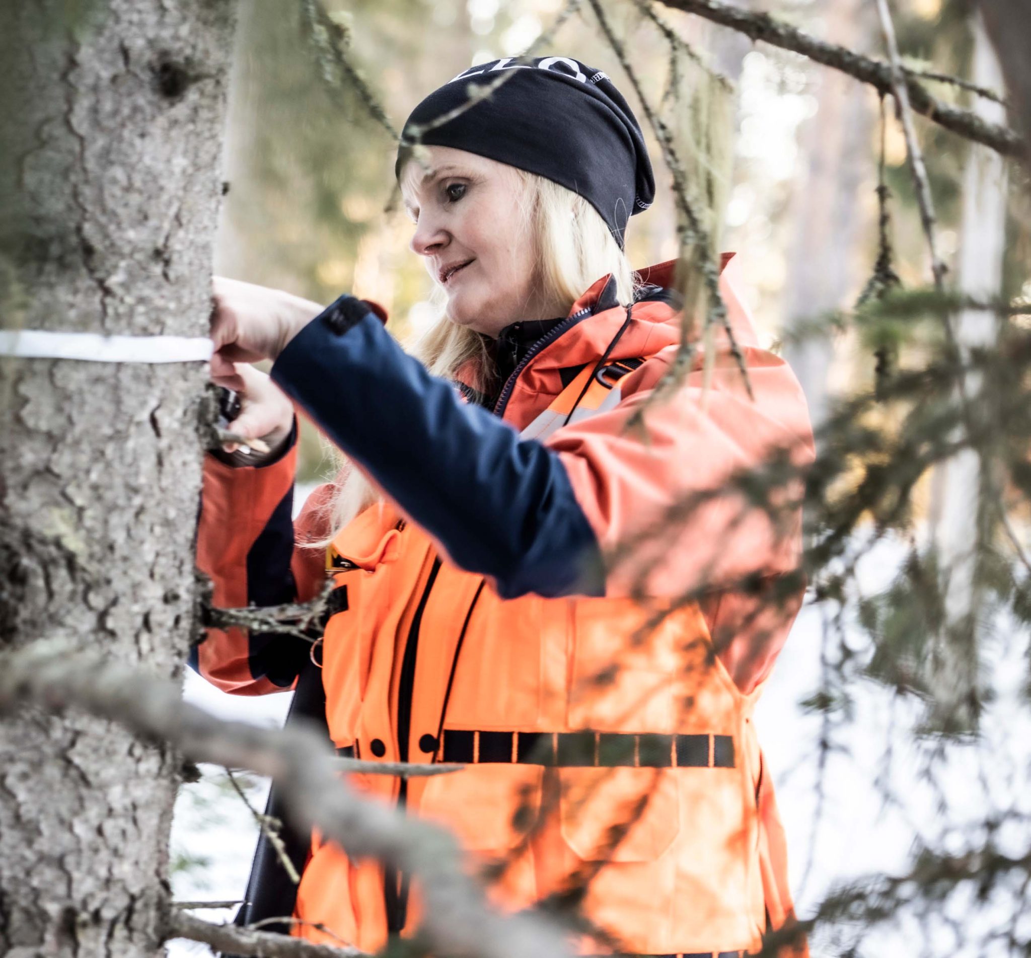 Råvaran - Gällö Timber